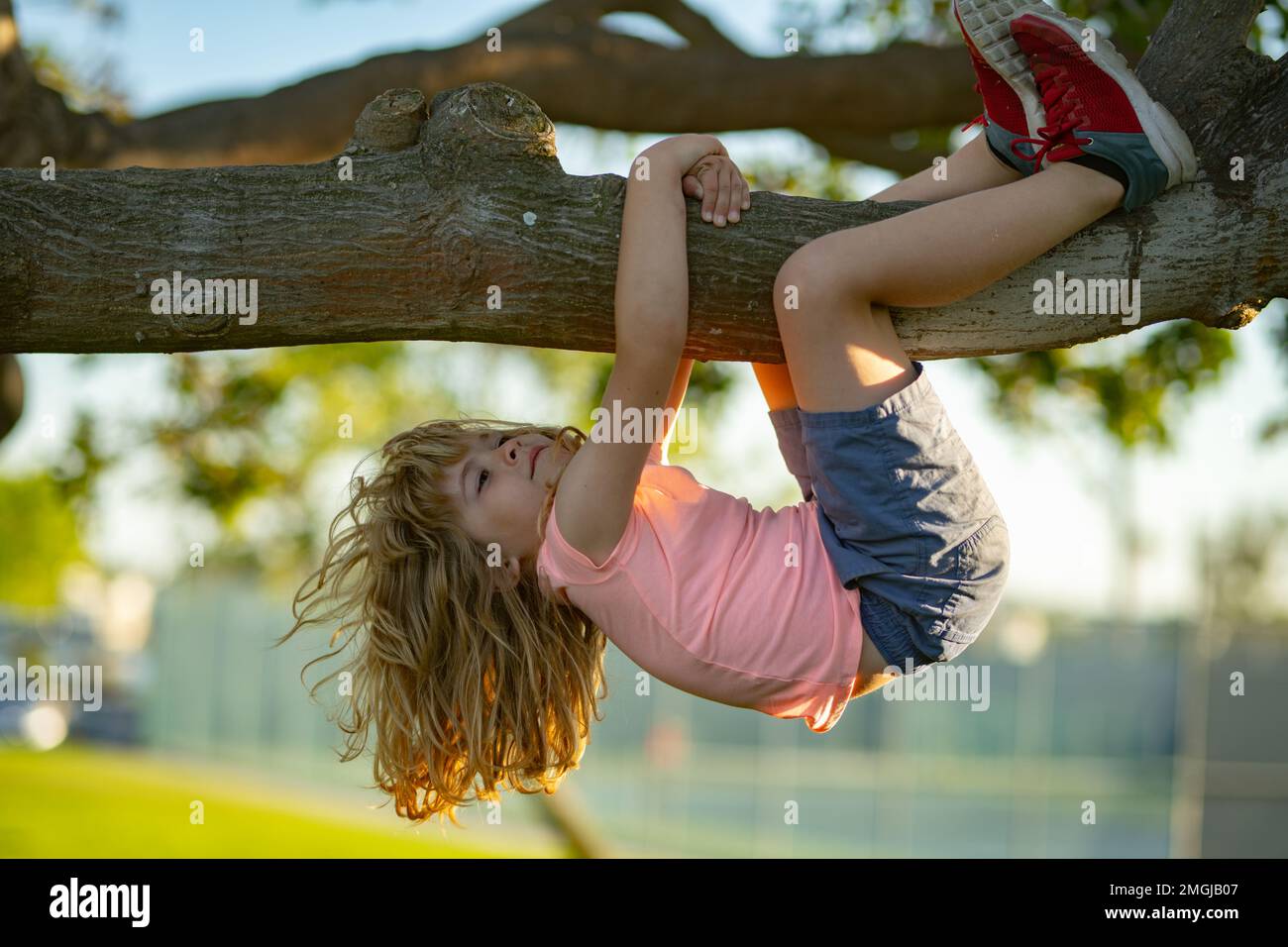 Kid climbing on a tree branch. Child climbs a tree Stock Photo - Alamy
