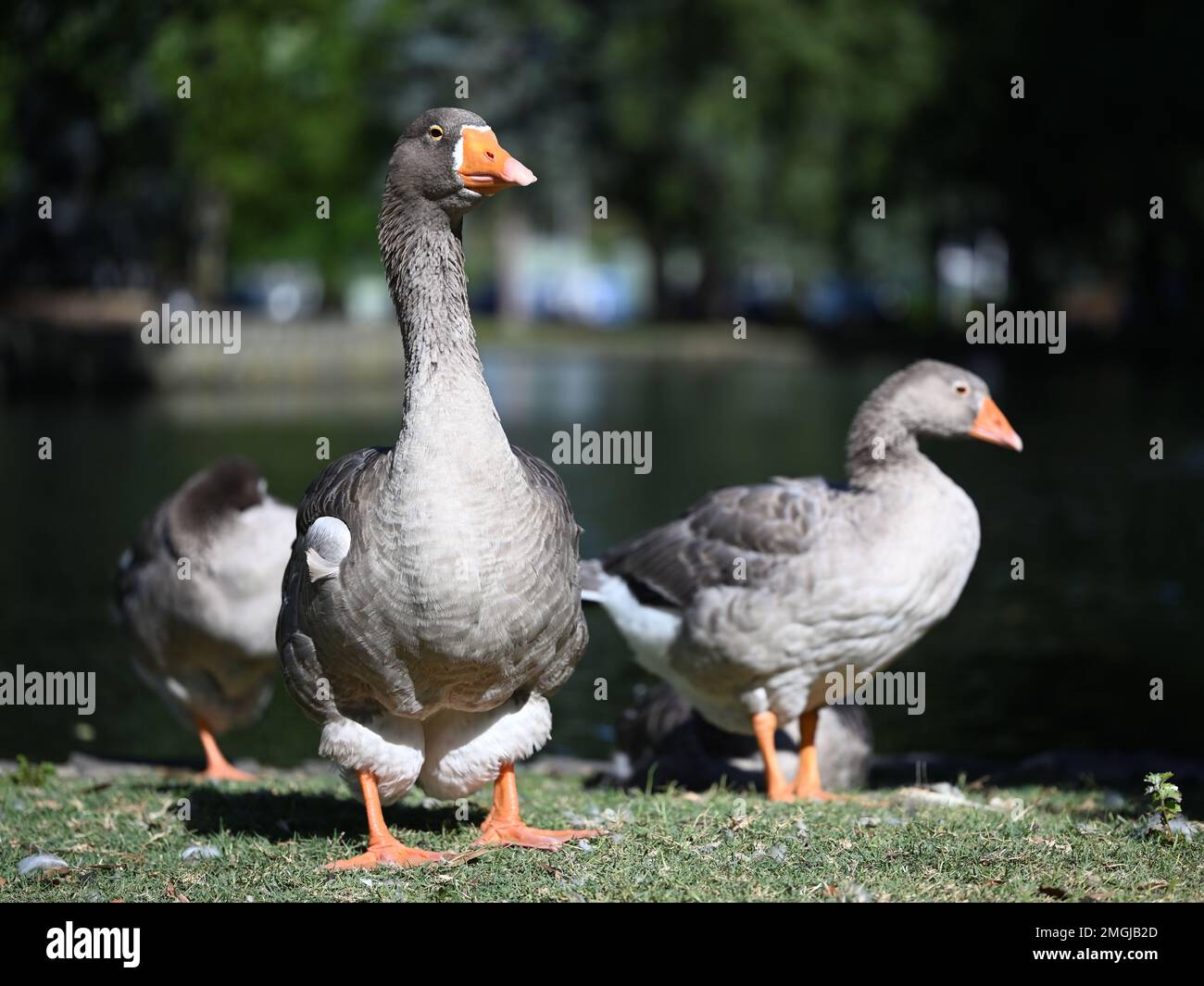 Front view of a grey domestic goose standing upright by a lake on a ...