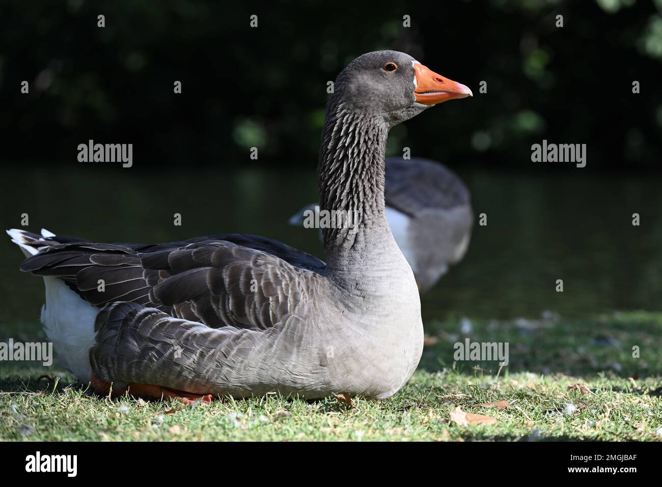 Low shot of the side of a grey domestic goose, as the bird rests on ...