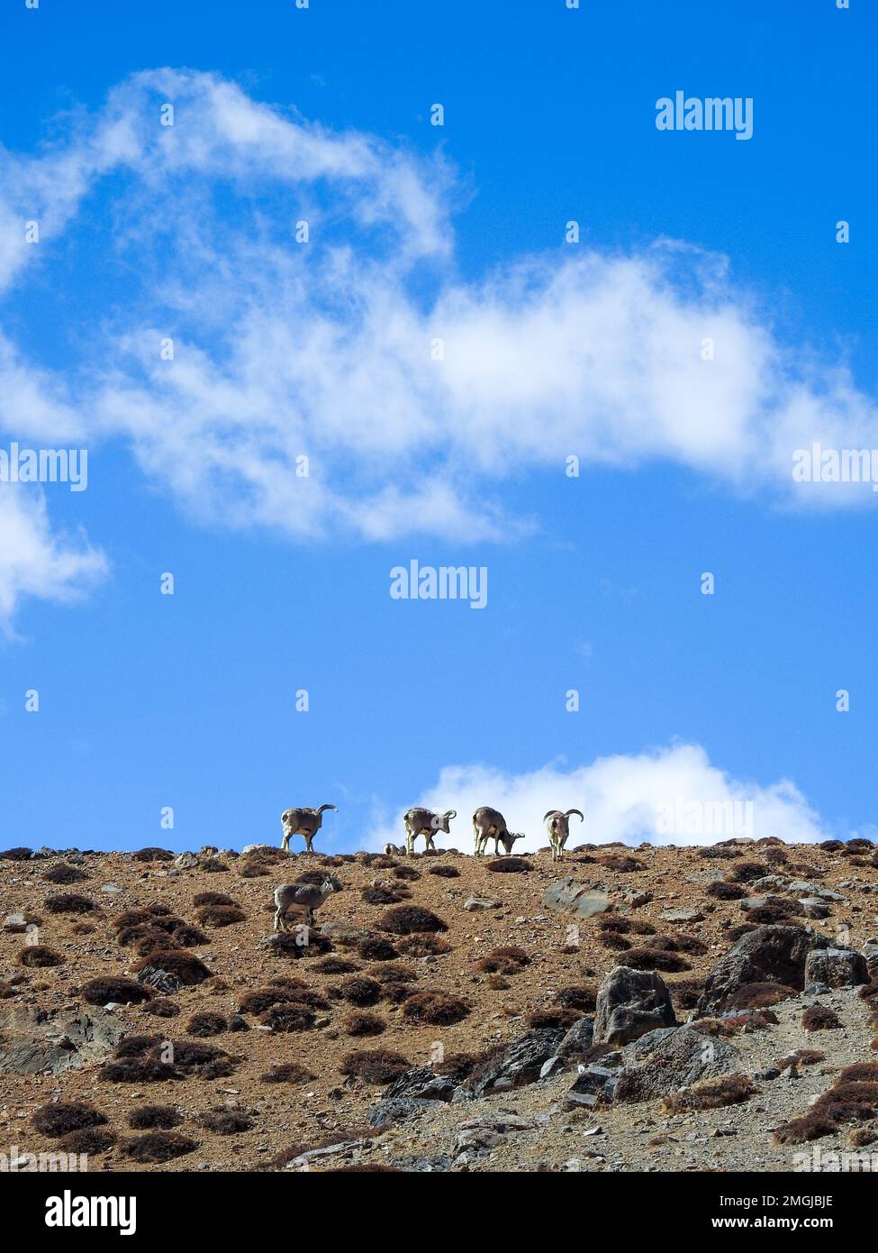 Spiti, Himachal Pradesh, India - April 1st, 2021 : The Bharal (Pseudois ...