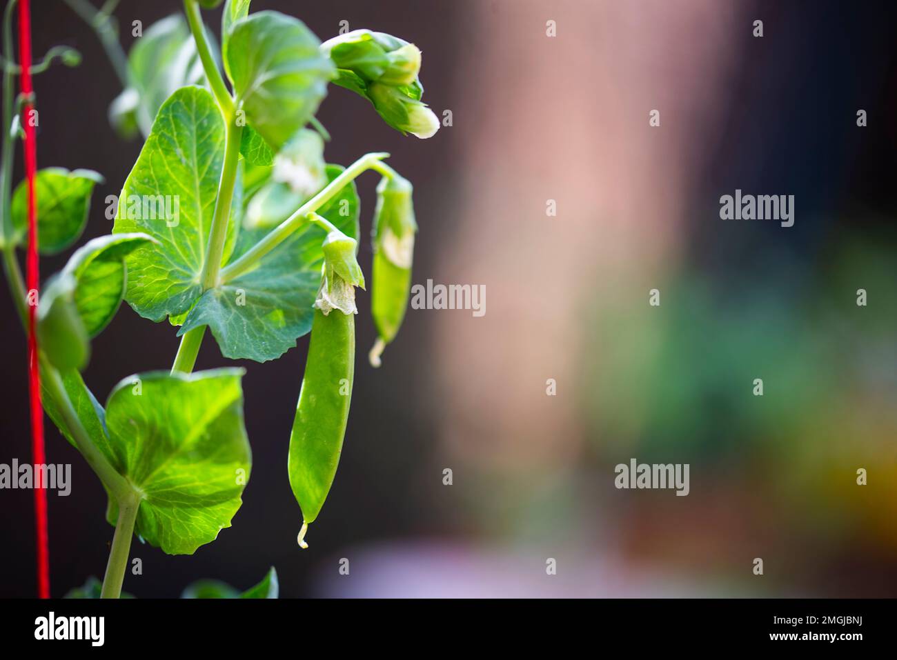 The pods of the pea plant in the garden, close-up photo Stock Photo - Alamy