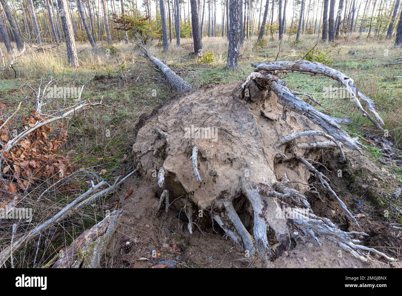 View along an uprooted tree in a drought damaged forest during daytime ...