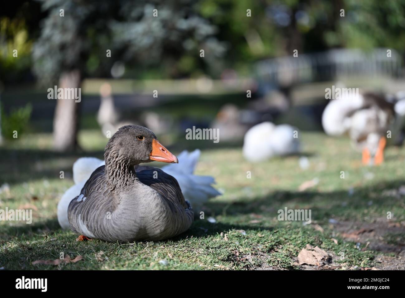 Grey domestic goose laying on the ground in a grassy area, with its ...
