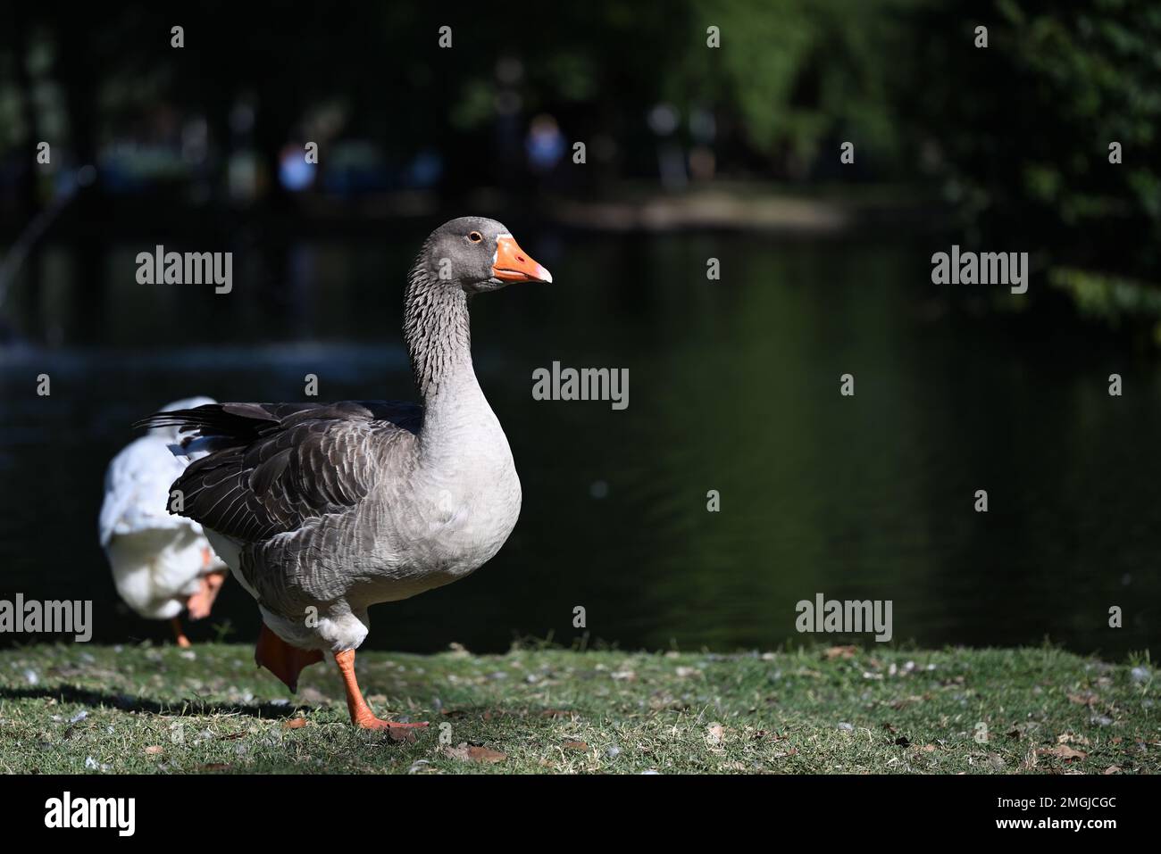 Side view of a grey domestic goose in mid-stride as it walks beside a ...