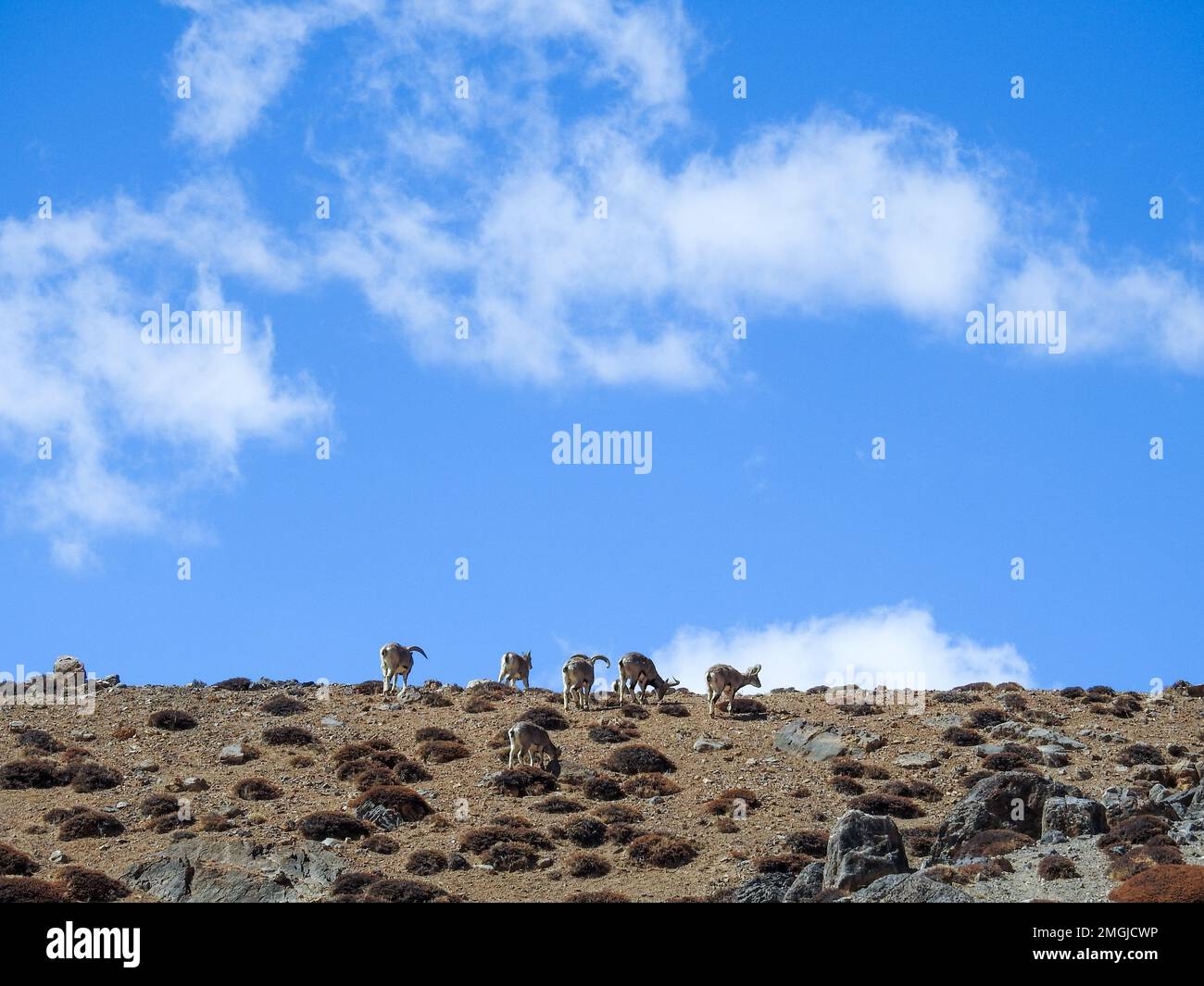 Spiti, Himachal Pradesh, India - April 1st, 2021 : The Bharal (Pseudois ...