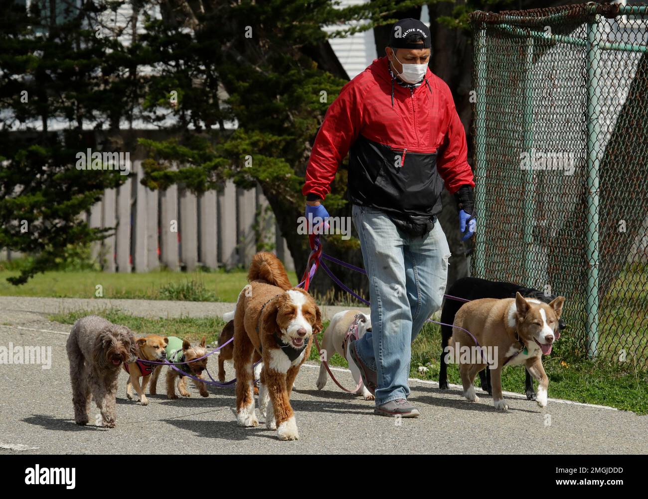 A masked man walks eight dogs on Thursday, April 16, 2020, on Treasure ...