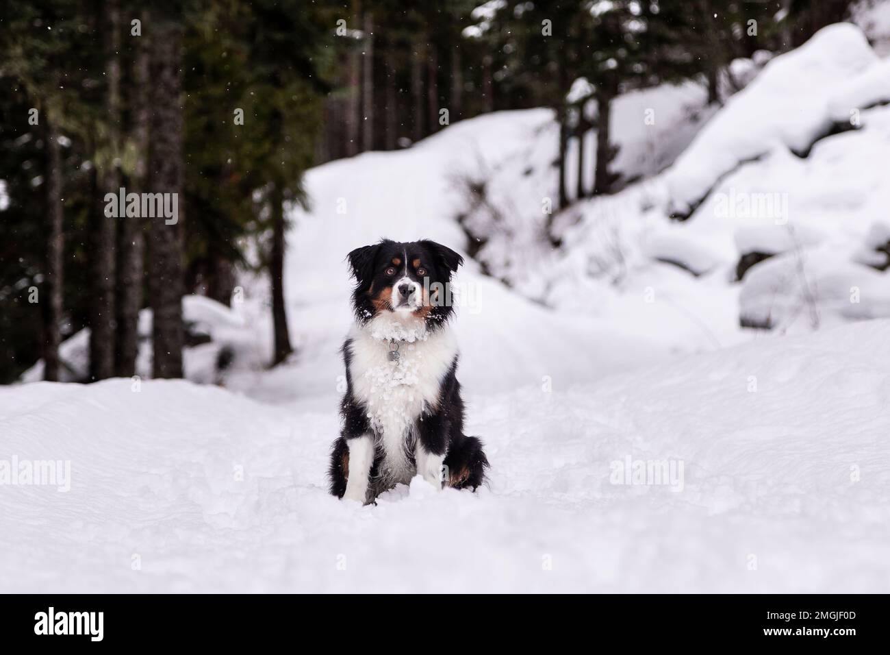 Cute Australian Shepherd playing in the snow, happy dog, cute Stock ...