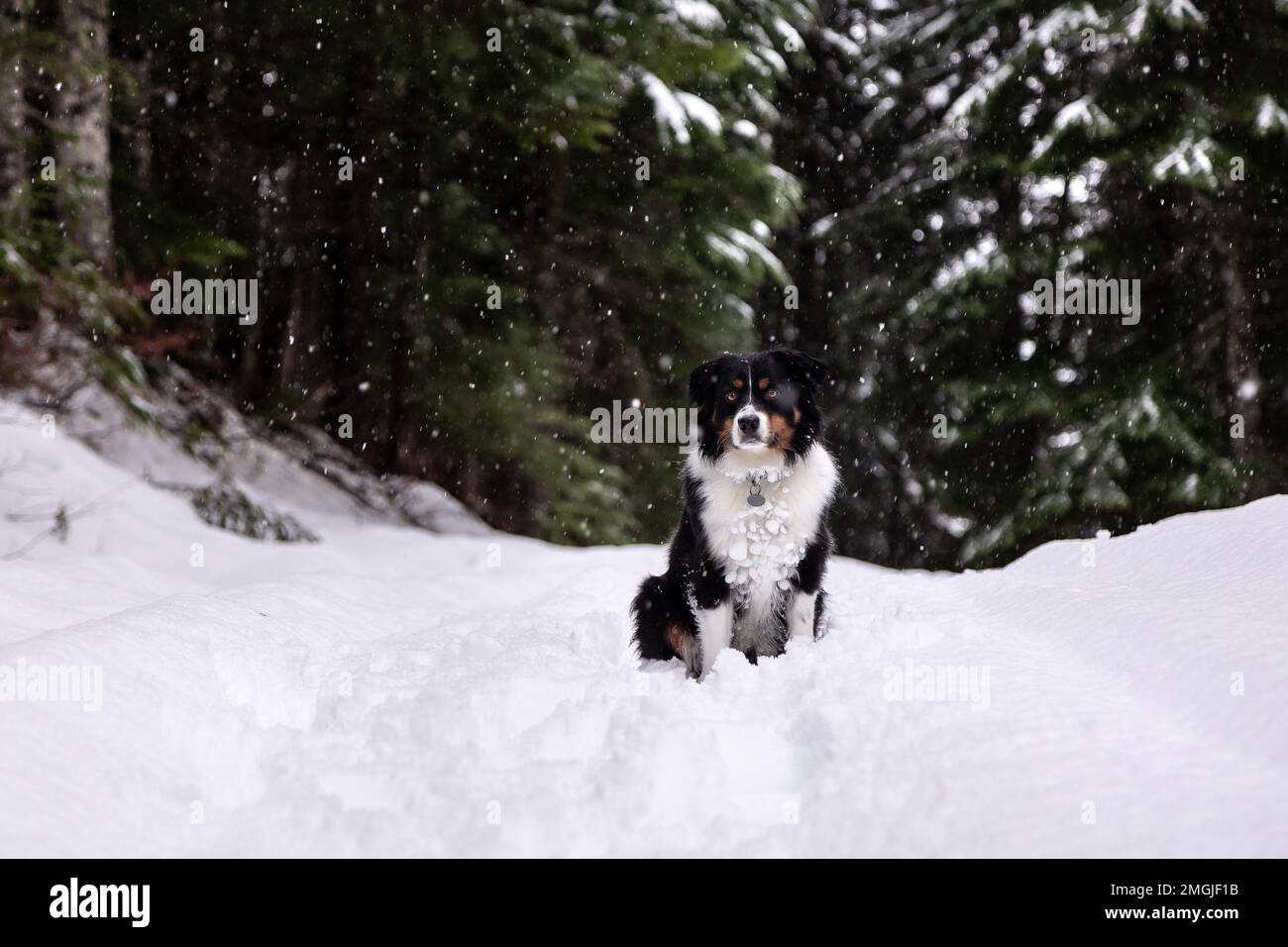 Cute Australian Shepherd playing in the snow, happy dog, cute Stock ...