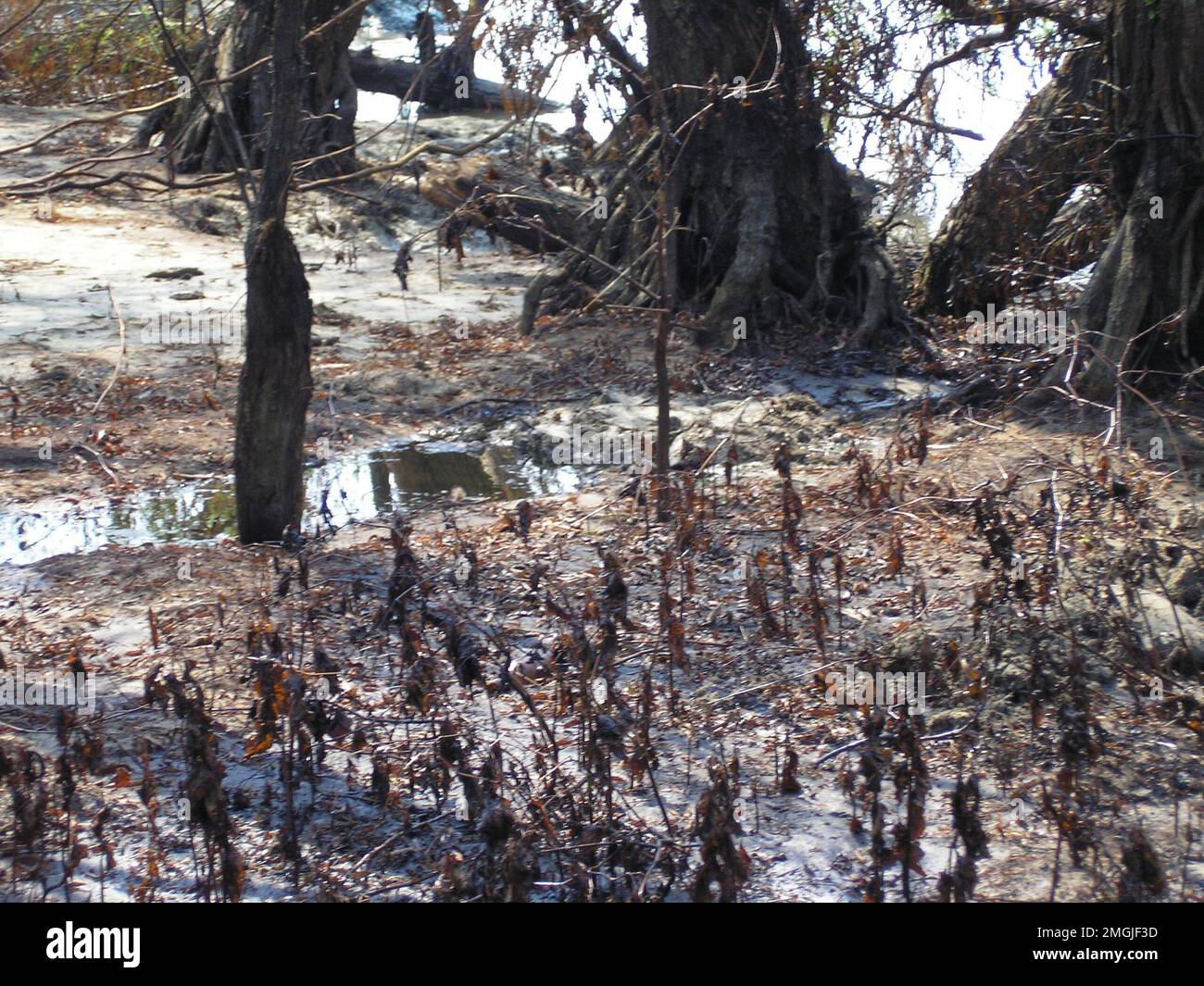 Pollution - ESU St. Louis Response - South Bass - 26-HK-233-52. OIL ...