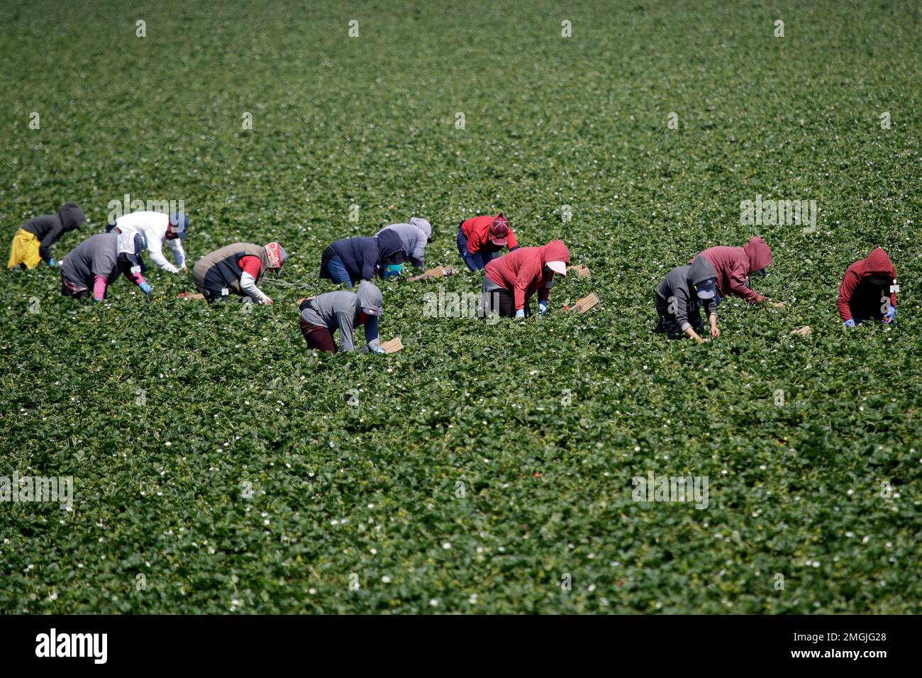 Farmworkers, considered essential workers under the current COVID-19 ...