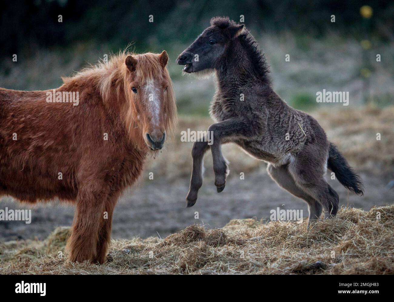 A young Icelandic foal tries to play with an old horse at a stud farm ...