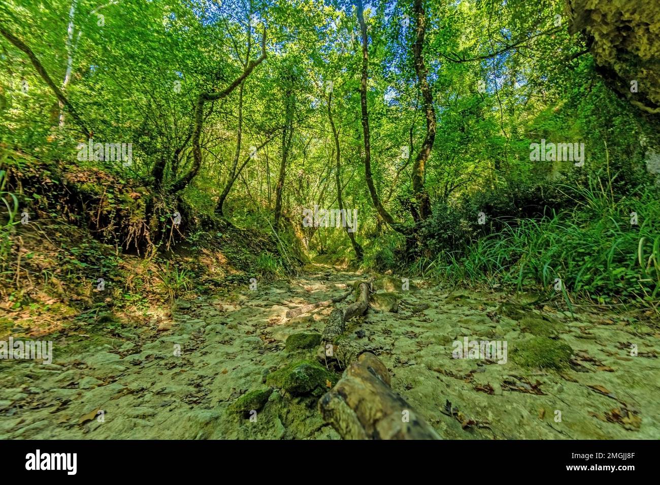 Pictures of a hike through dense green forest along a dried riverbed in ...