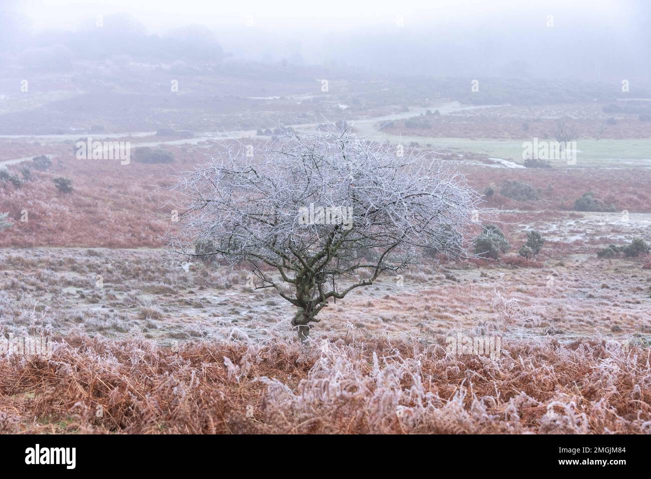 New Forest hoar frost, ice and fog Jan 2023 Stock Photo - Alamy