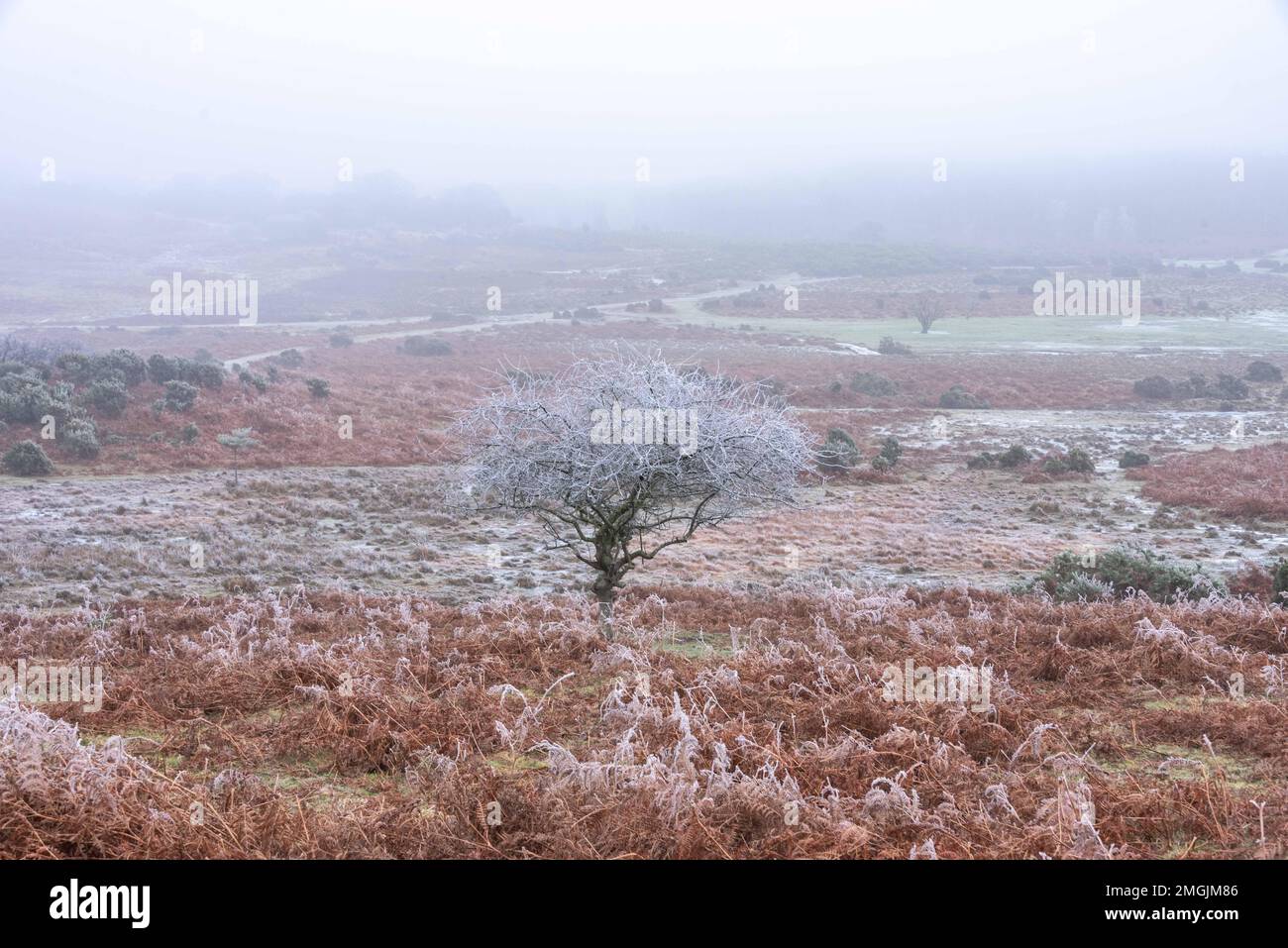 Ponies in foggy new forest hi-res stock photography and images - Alamy