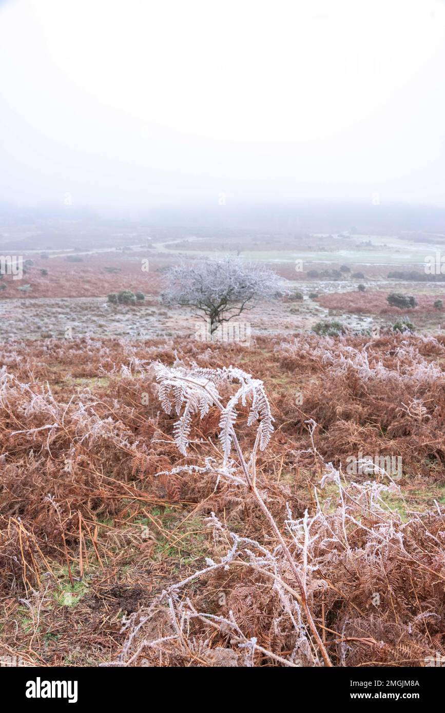 Wooodland hi-res stock photography and images - Alamy