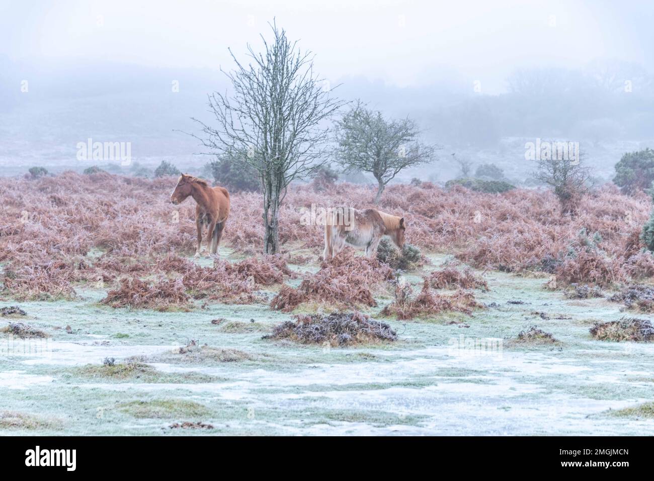 Magic wooodland hi-res stock photography and images - Alamy