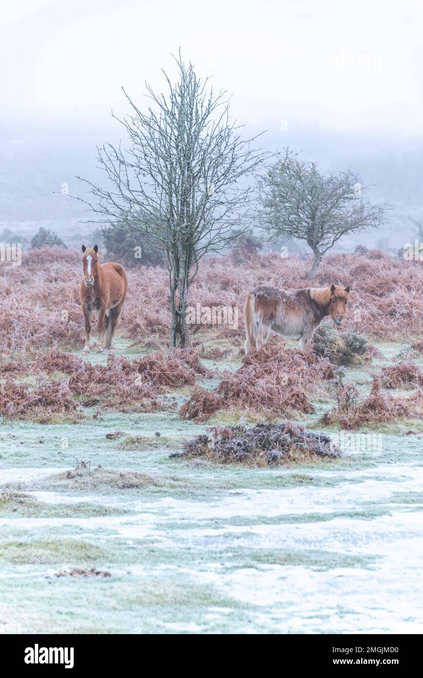 New Forest hoar frost, ice and fog Jan 2023 Stock Photo - Alamy