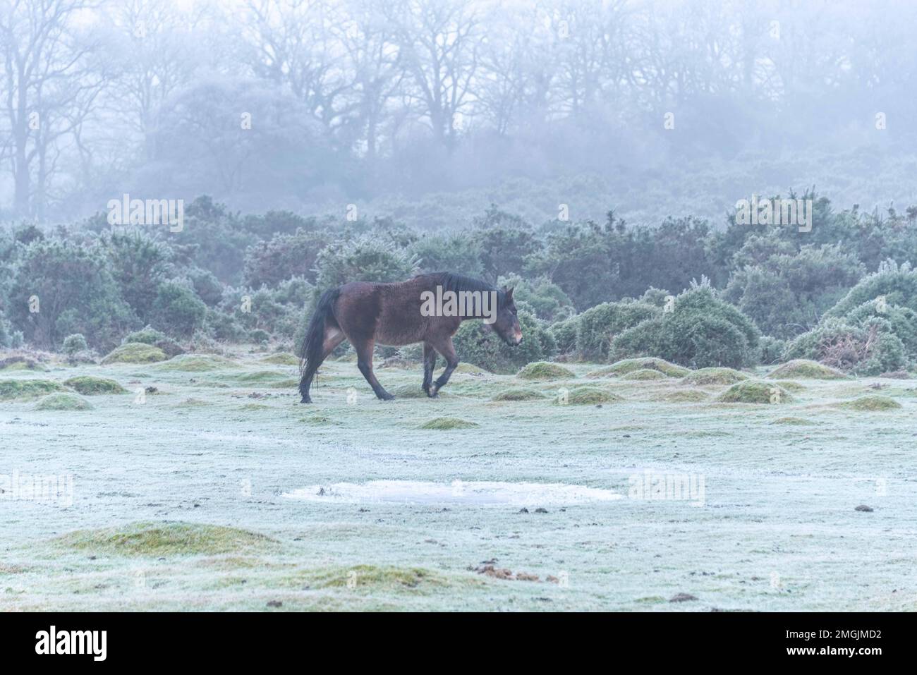 New Forest hoar frost, ice and fog Jan 2023 Stock Photo - Alamy