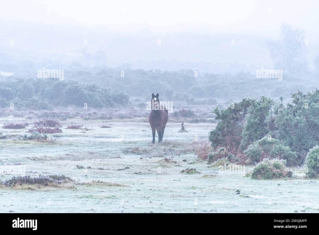 Ponies in foggy new forest hi-res stock photography and images - Alamy