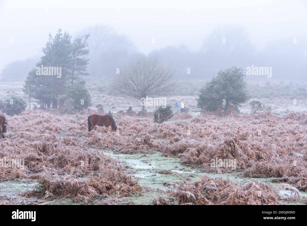New Forest hoar frost, ice and fog Jan 2023 Stock Photo - Alamy
