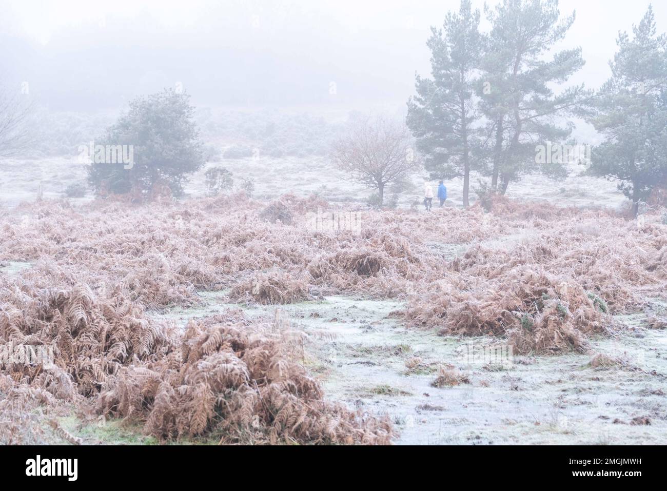 Ponies in foggy new forest hi-res stock photography and images - Alamy