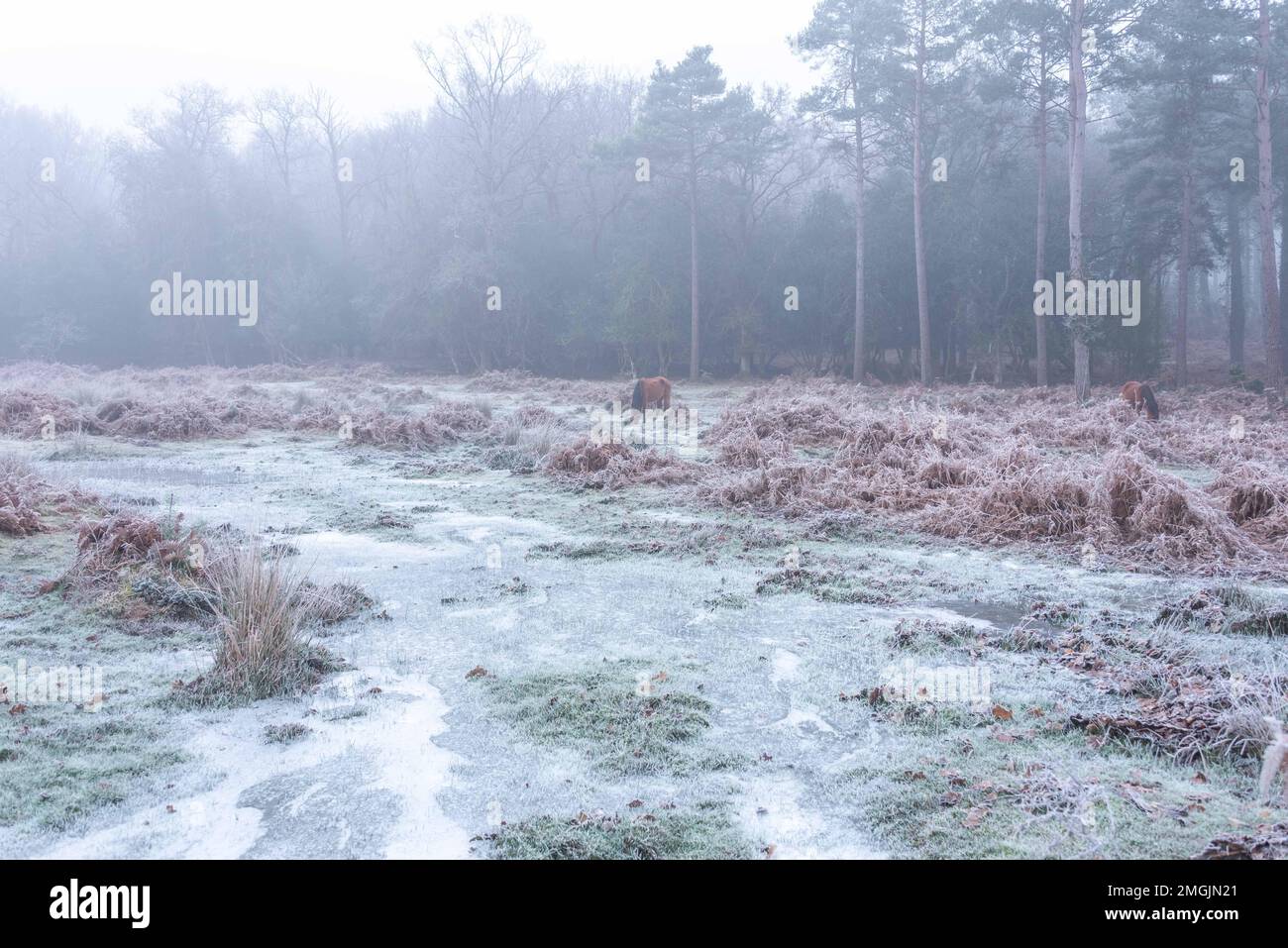 Ponies in foggy new forest hi-res stock photography and images - Alamy