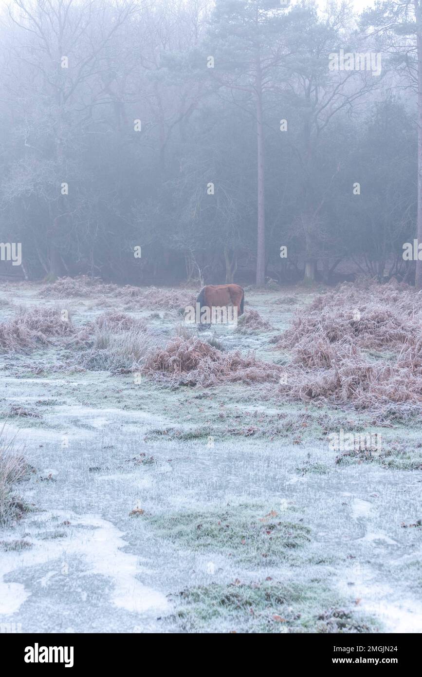 Ponies in foggy new forest hi-res stock photography and images - Alamy