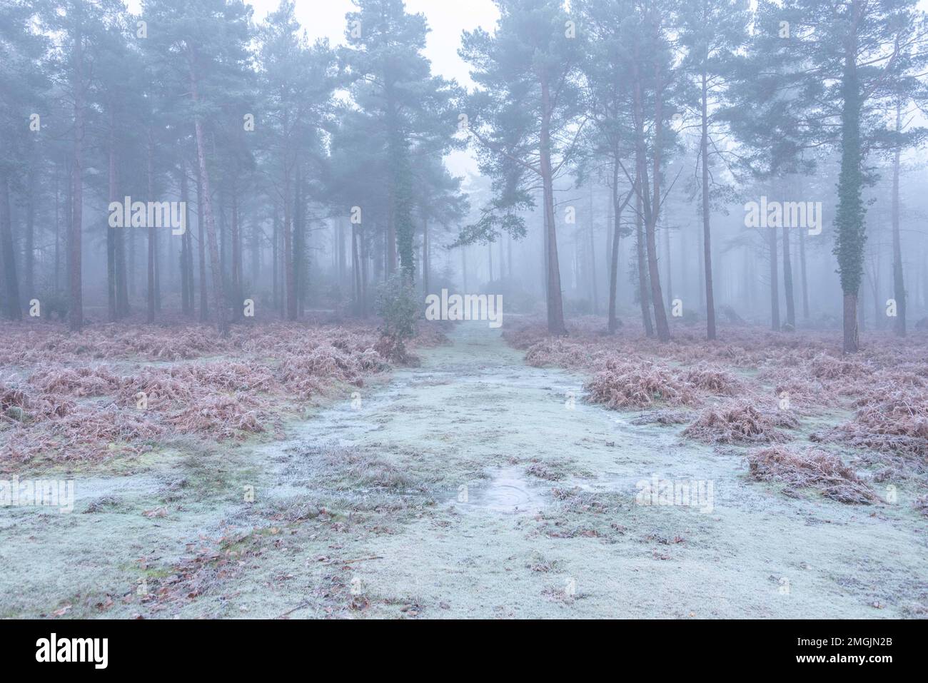 Ponies in foggy new forest hi-res stock photography and images - Alamy