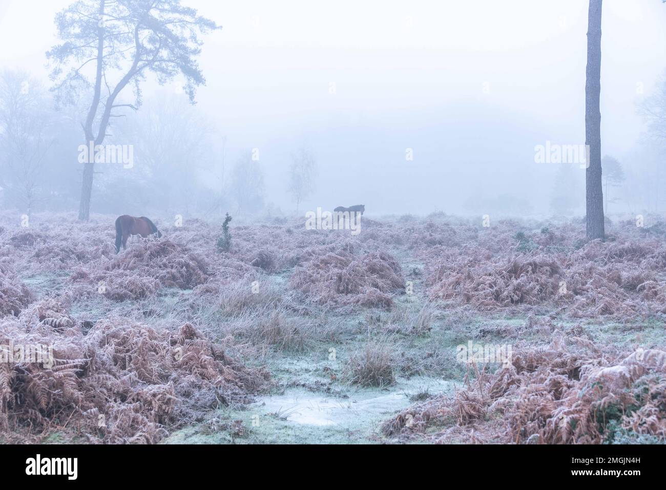 Ponies in foggy new forest hi-res stock photography and images - Alamy