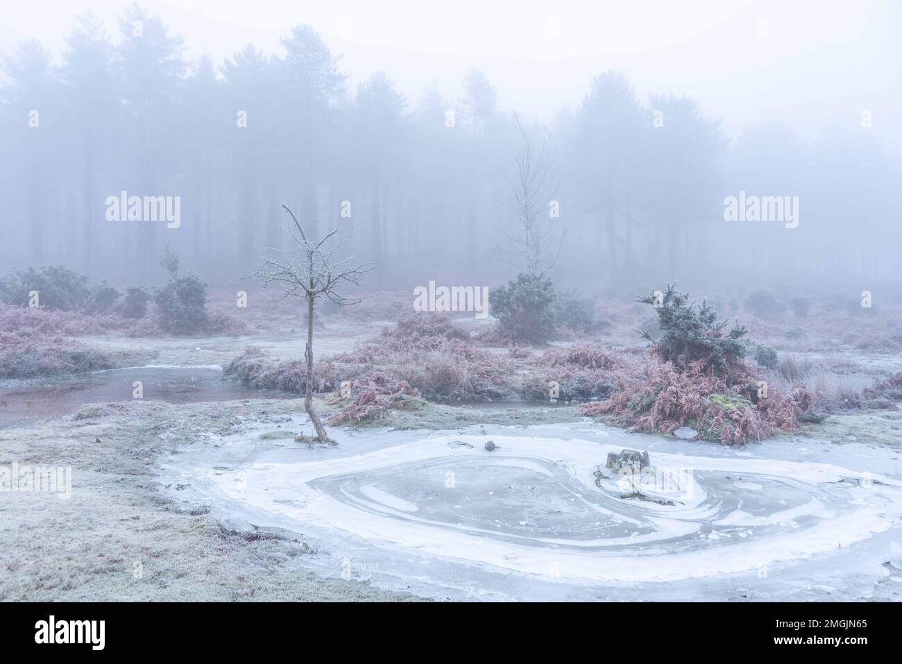 New Forest hoar frost, ice and fog Jan 2023 Stock Photo - Alamy
