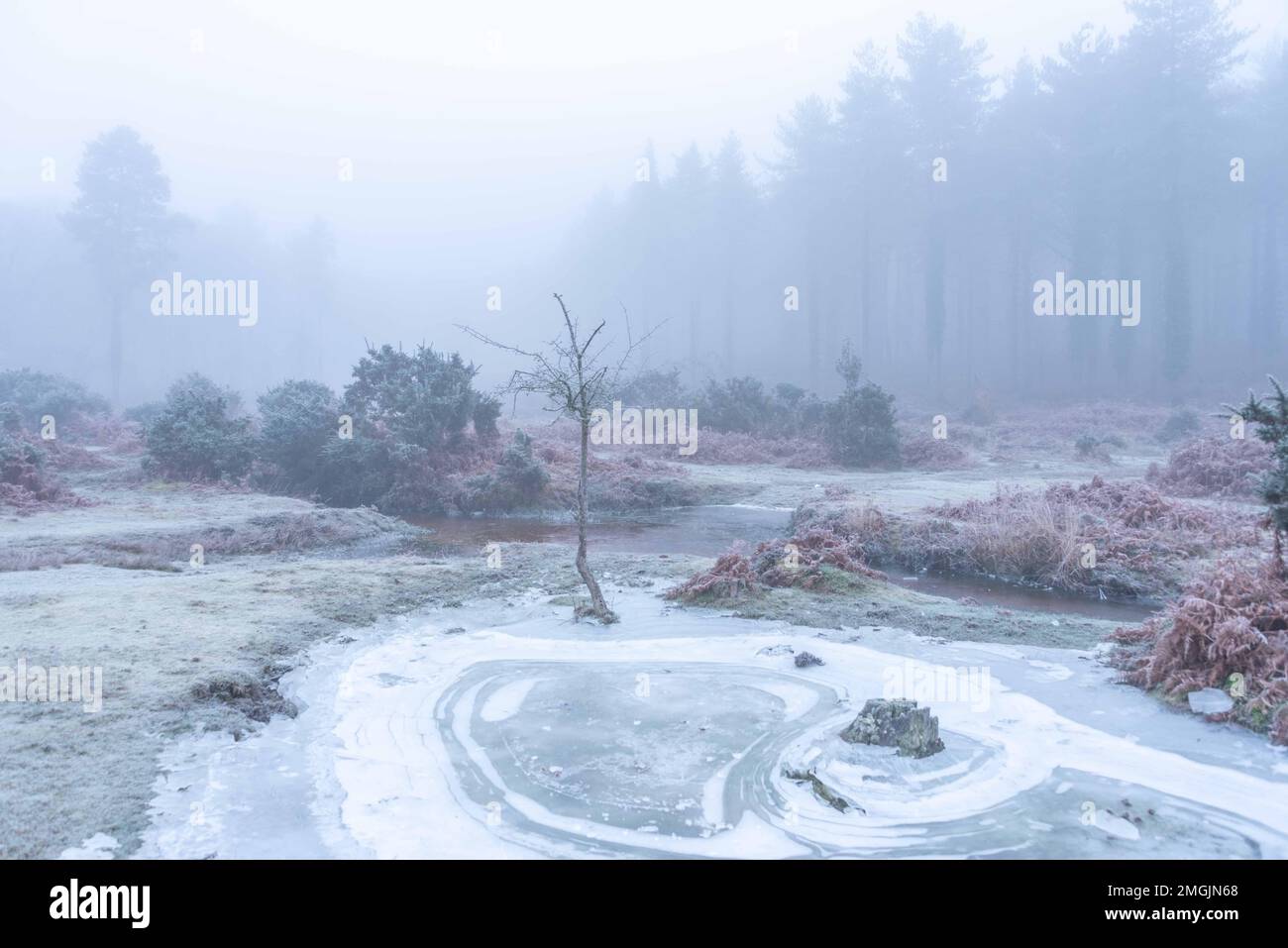 Ponies in foggy new forest hi-res stock photography and images - Alamy