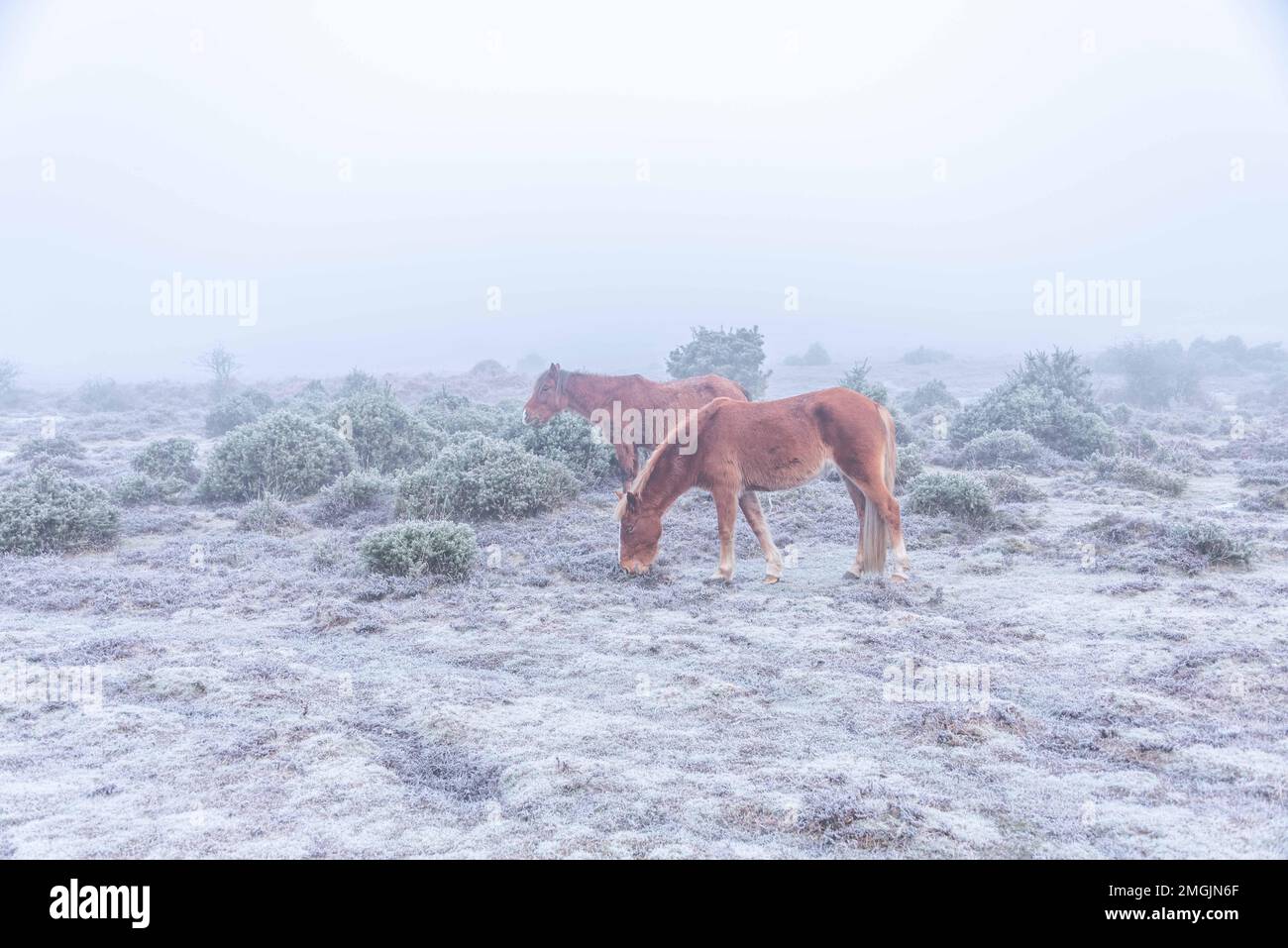 New Forest hoar frost, ice and fog Jan 2023 Stock Photo - Alamy