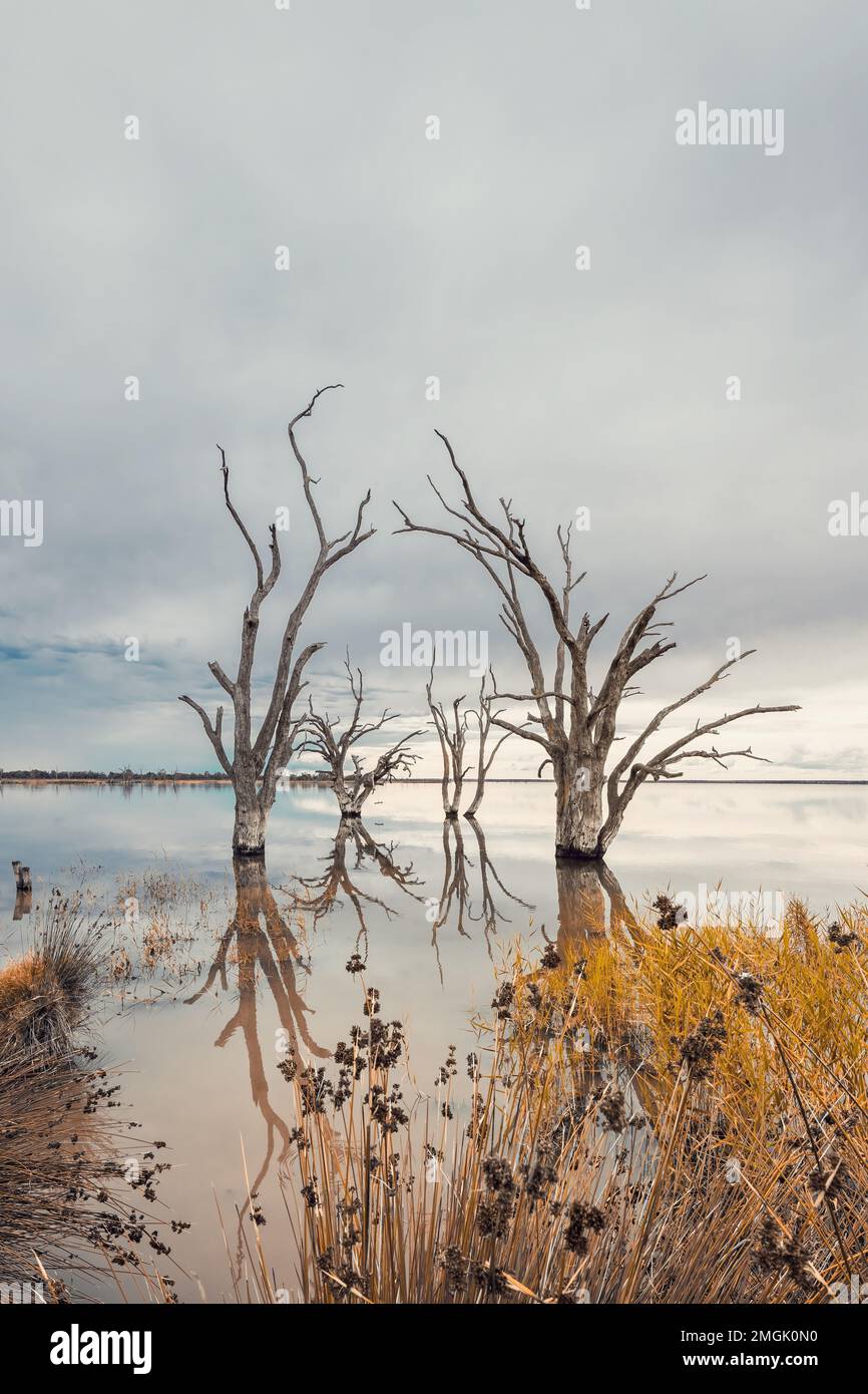Lake Bonney dead trees growing out of the water at dusk, South ...