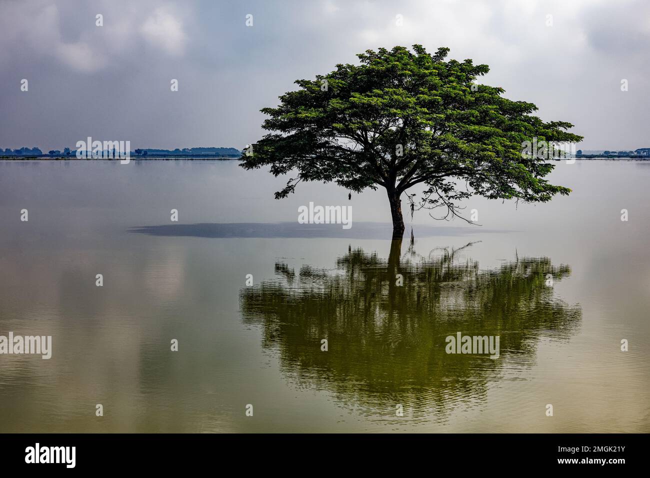 Lone tree silhouetted in a shallow lake out in countryside outside ...