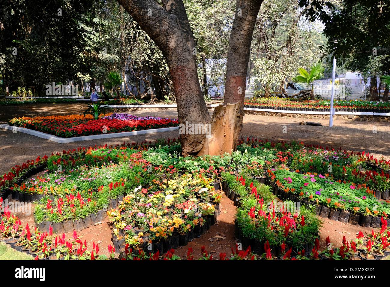 25 January 2023, Pune, India, The empress Botanical Garden during ...