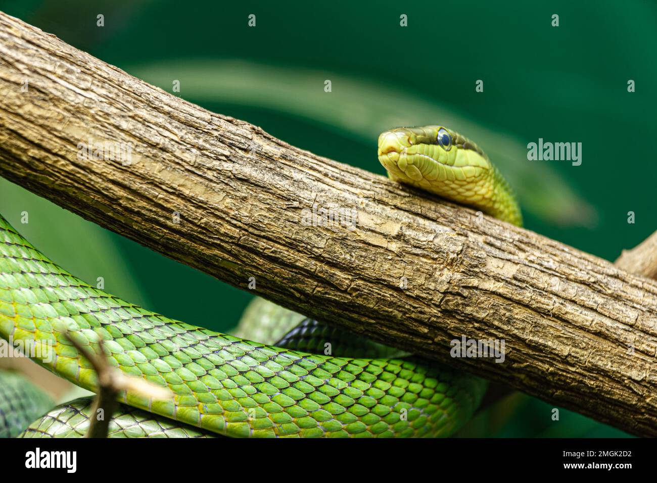 Snakes of philippines hi-res stock photography and images - Alamy