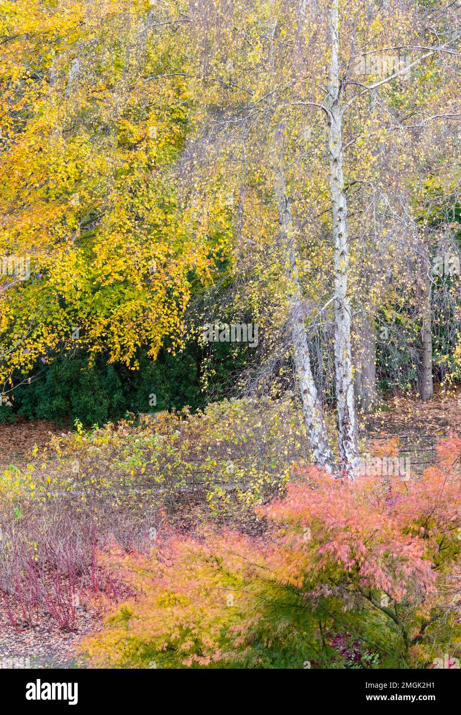 Leeds Castle woodland in the autumn, Kent, England Stock Photo - Alamy