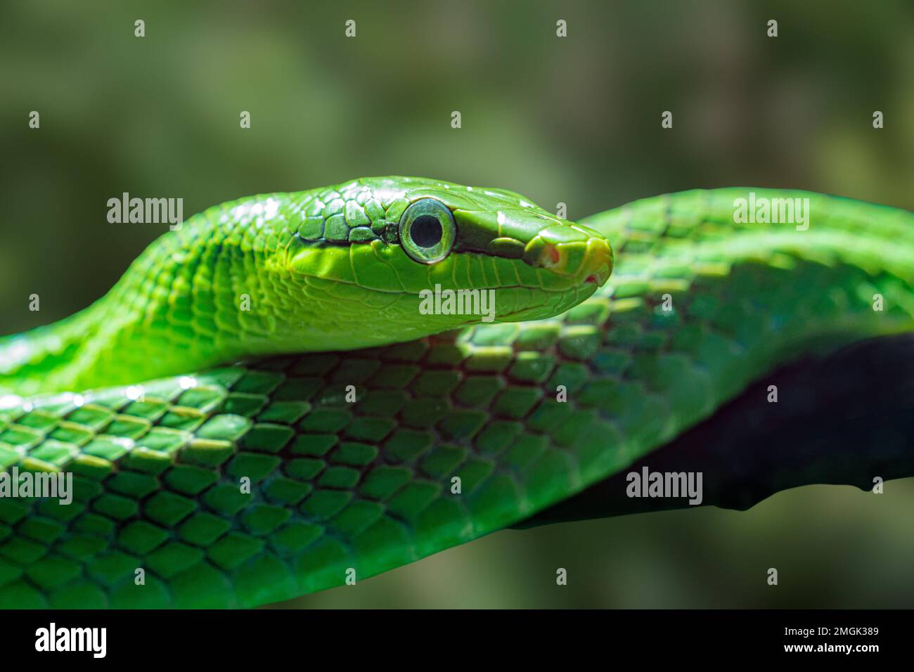 Snakes of philippines hi-res stock photography and images - Alamy