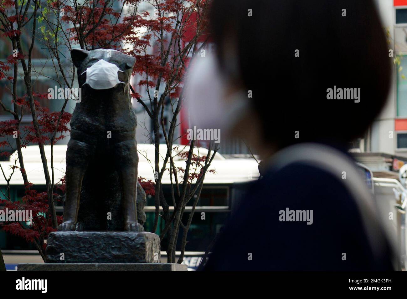 A statue of a Japanese Akita dog named "Hachiko" wearing a face mask is ...
