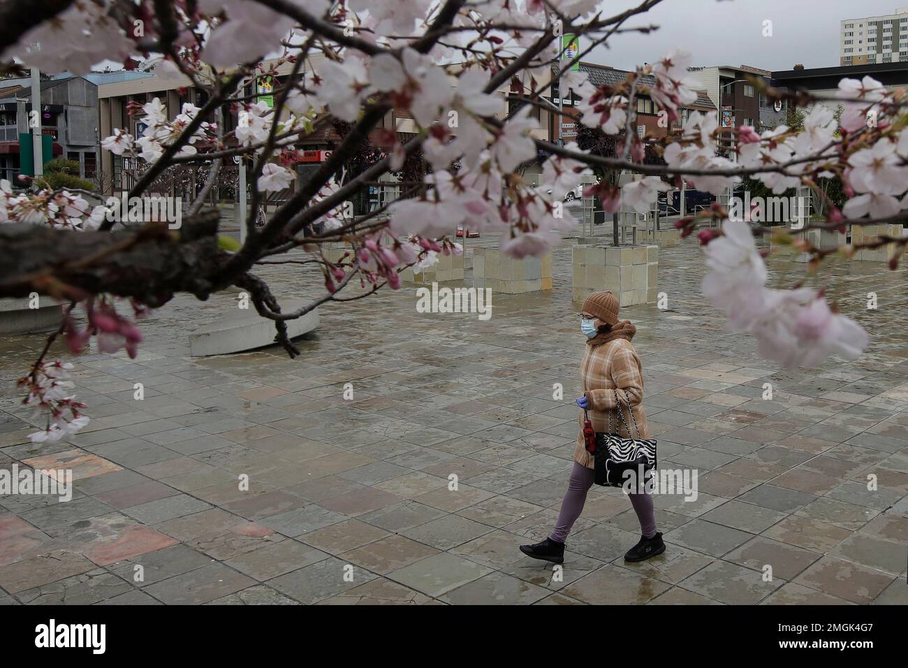 A woman wears a mask while walking under a cherry blossom tree in ...