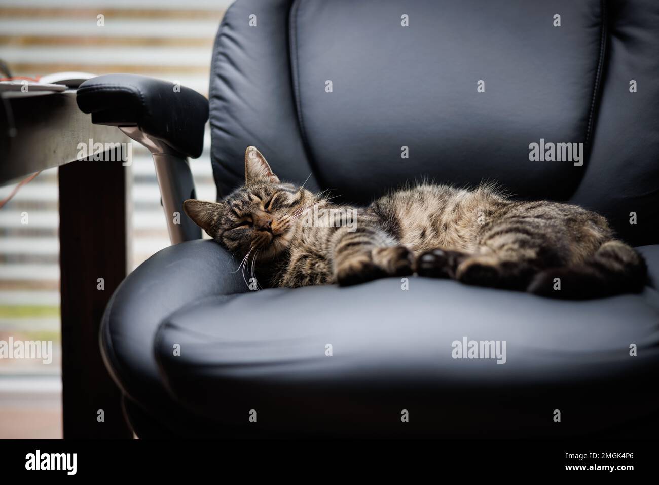 a gray tiger domestic cat lies relaxed on a big executive chair in an ...