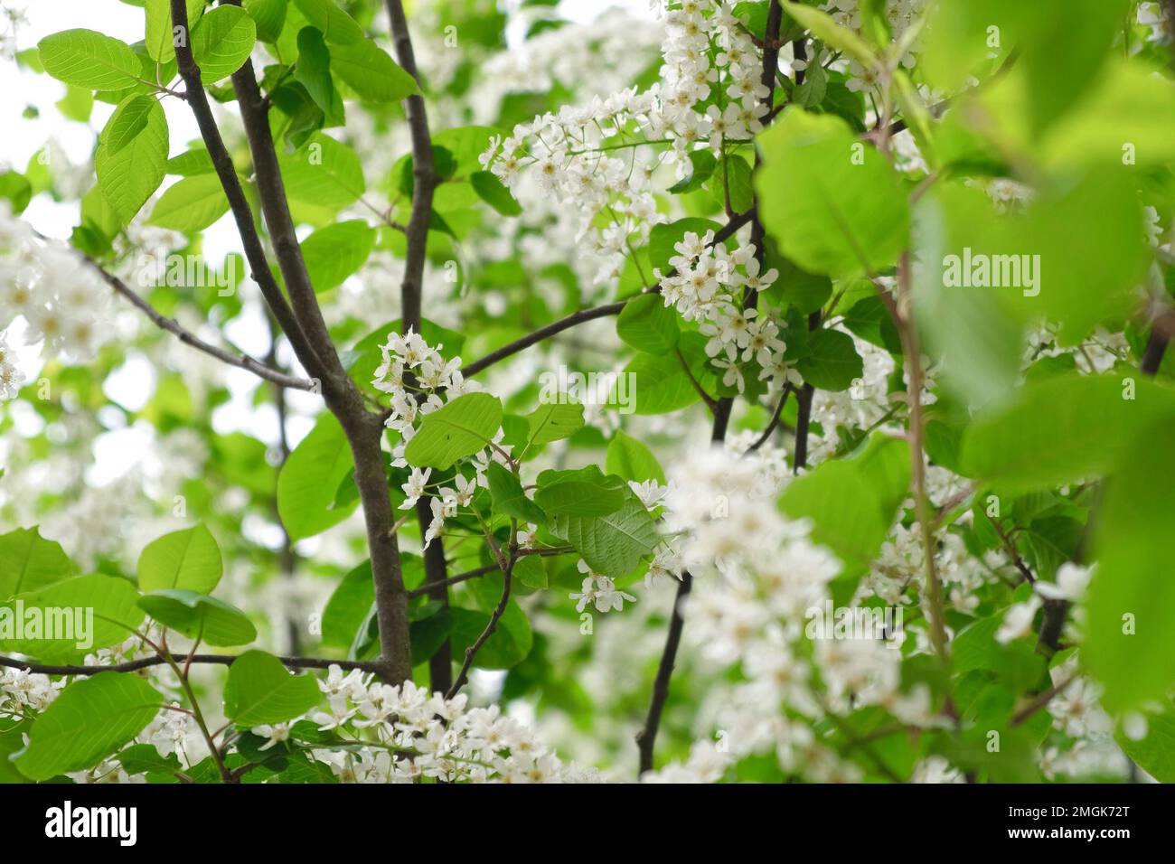 Bird-cherry tree in full bloom. Bird cherry flowers close up on blurred ...