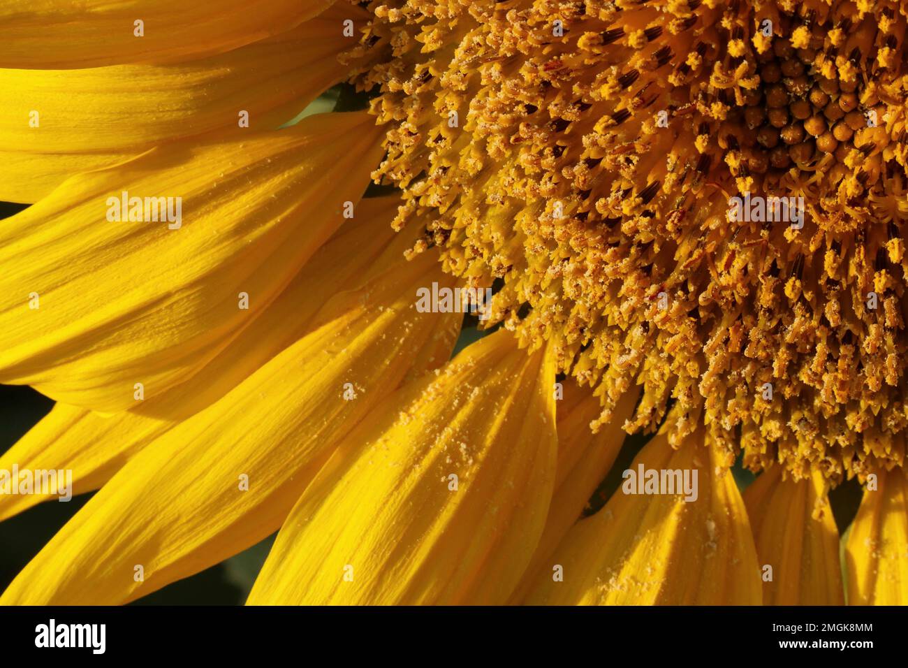 Sunflower closeup. Sunflower background texture Stock Photo - Alamy