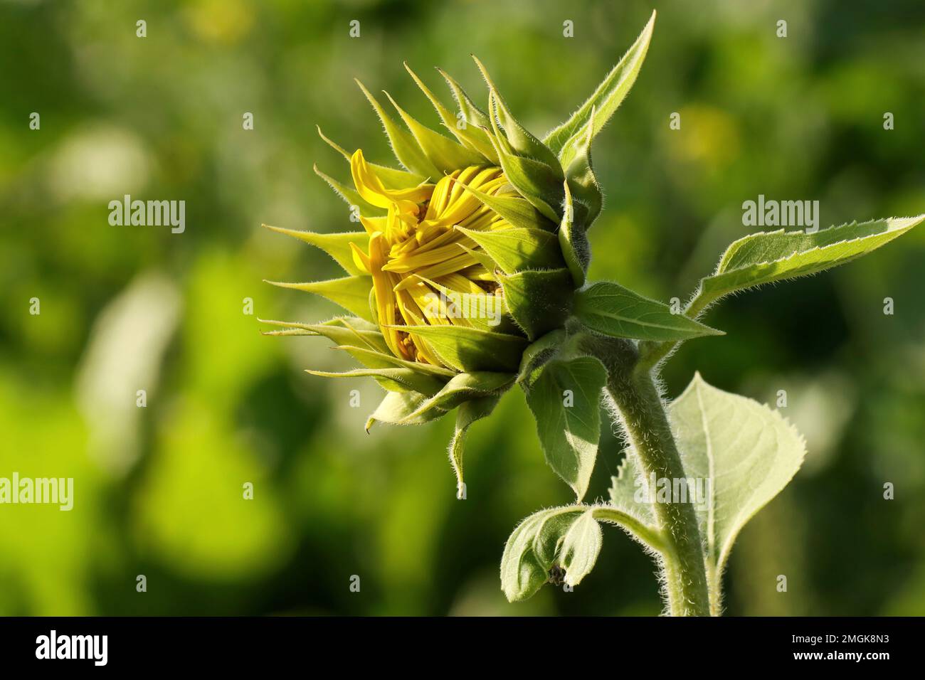 Bud sunflower hi-res stock photography and images - Alamy