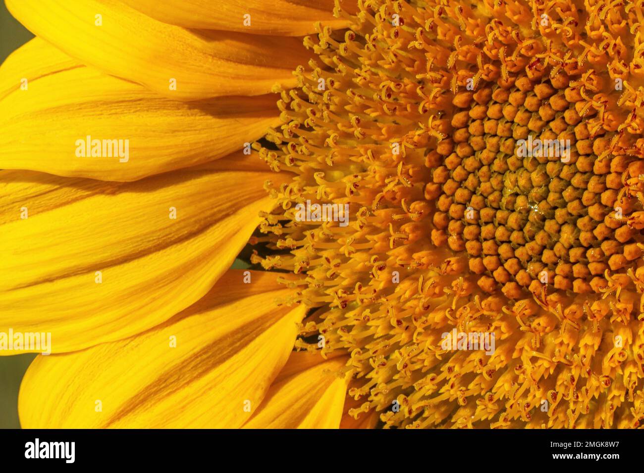 Sunflower closeup. Sunflower background texture Stock Photo - Alamy