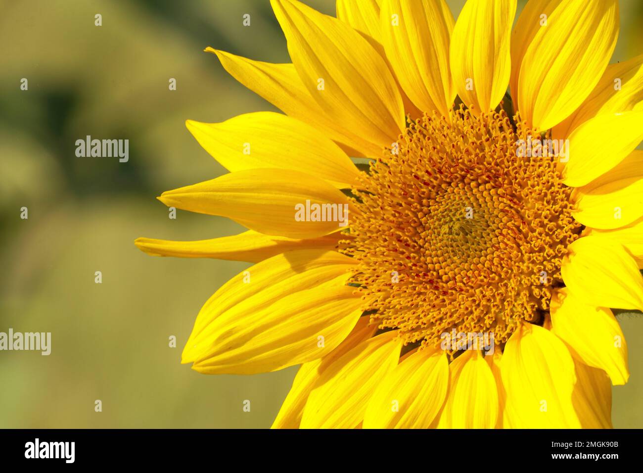 Sunflower closeup. Sunflower background texture Stock Photo - Alamy