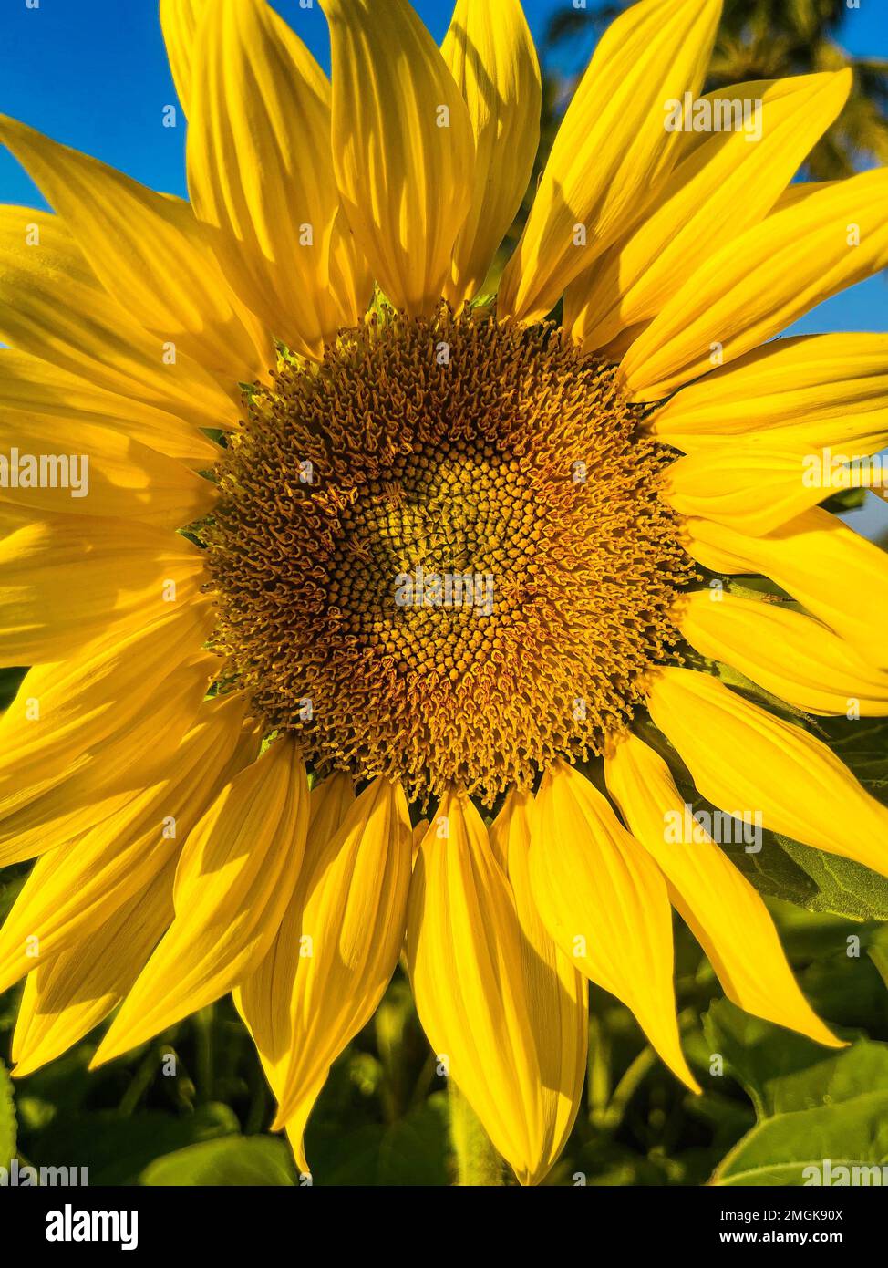 Sunflower closeup. Sunflower background texture Stock Photo - Alamy