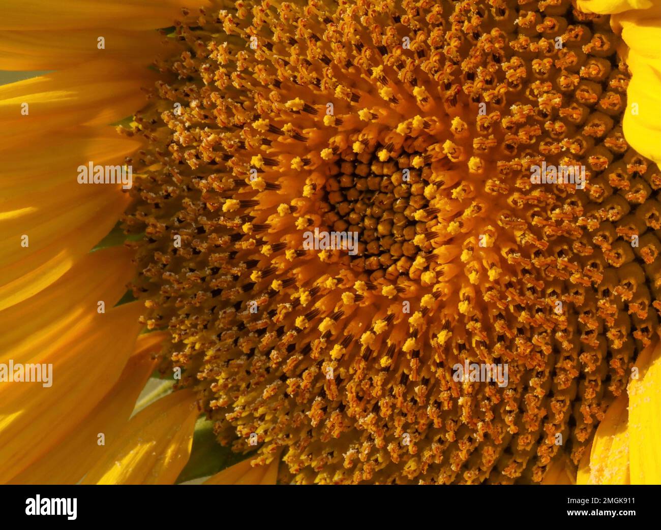 Sunflower closeup. Sunflower background texture Stock Photo - Alamy