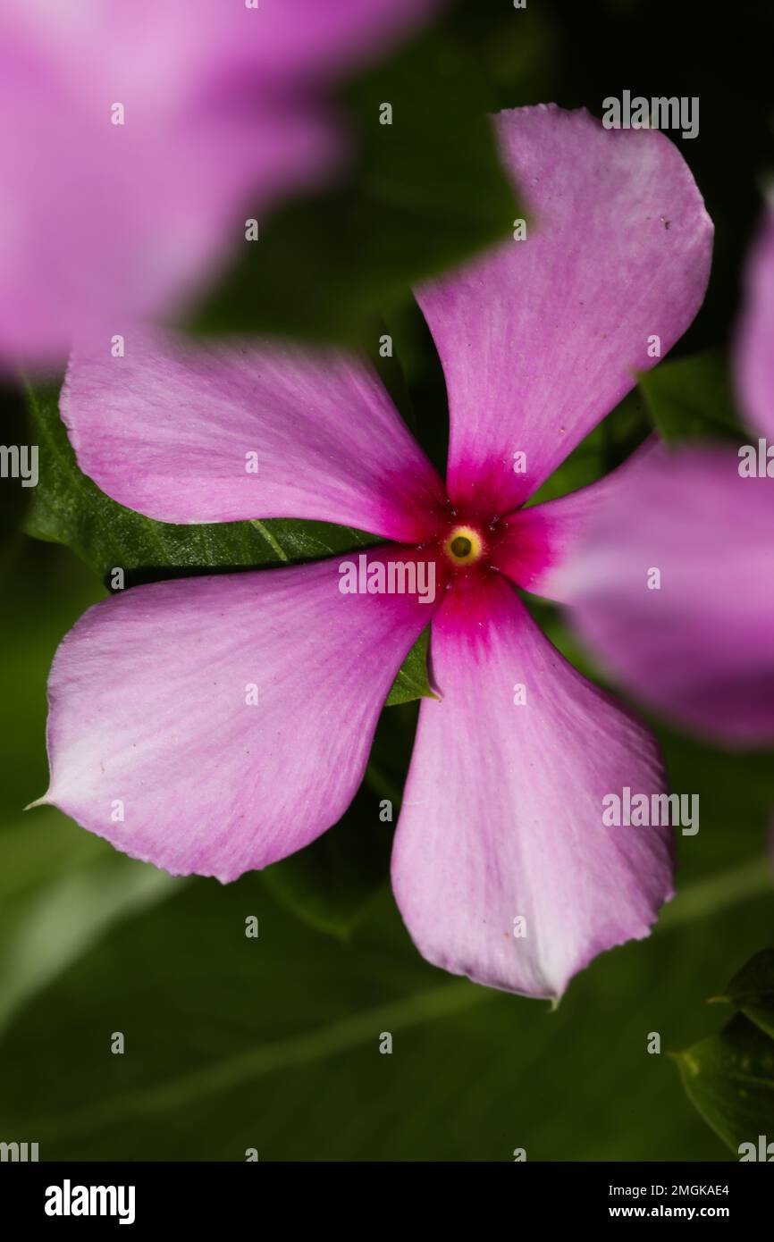 Catharanthus roseus. Bright eyes. Cape periwinkle. Graveyard plant ...