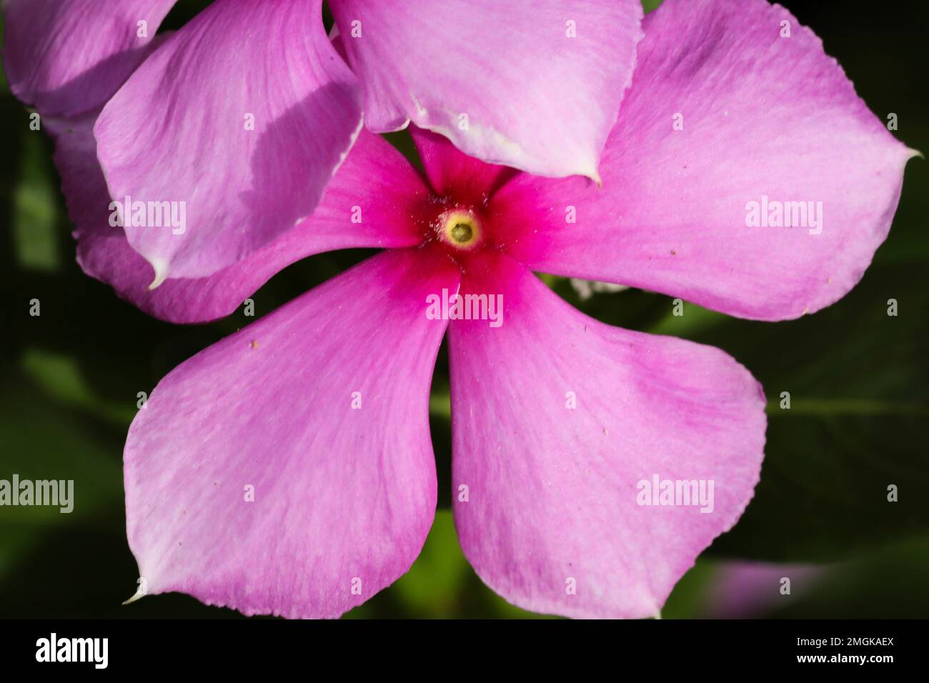 Catharanthus roseus. Bright eyes. Cape periwinkle. Graveyard plant ...
